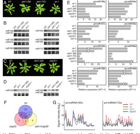 Figure 1 From Dual Roles Of The Nuclear Cap Binding Complex And Serrate In Pre Mrna Splicing And