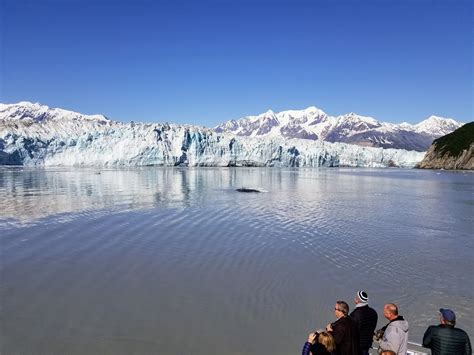 Mille Fiori Favoriti The Hubbard Glacier In Yakutat Bay Alaska