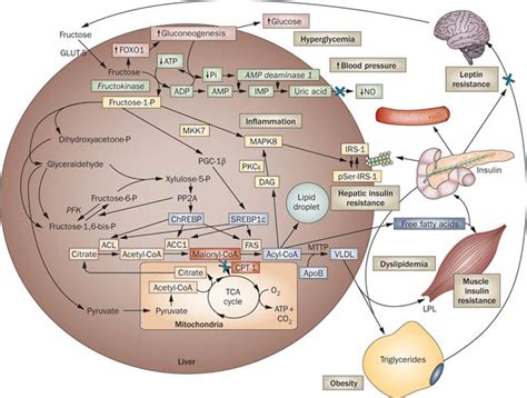 Metabolism No Fructose