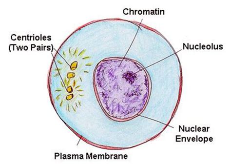 Meiosis Flashcards Quizlet