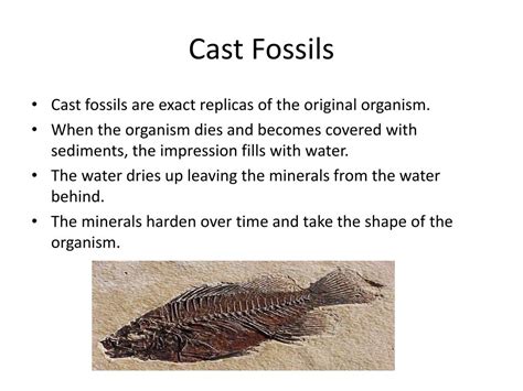 Ppt Fossils Powerpoint Presentation Free Download Id 3916421