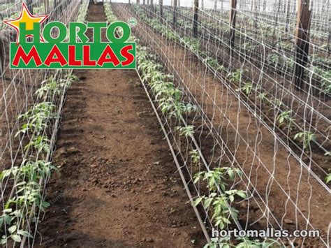 Trellising Plants The Importance And Advantages