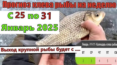 Прогноз клева рыбы на неделю с 25 по 31 Января 2025 Лунный Календарь рыбака январь 2025 Youtube