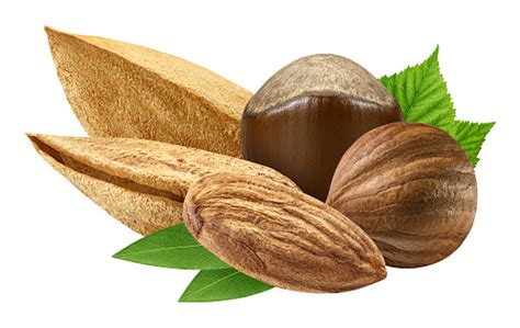 5 헤 즐 넛 쉘 및 쉘 리프 패키지 디자인 요소 없이 근접 촬영 고립 흰색 바탕에 신선한 유기 양 개 암 나무입니다 5 너트 매크로입니다 컬렉션 0명에 대한 스톡 사진 및