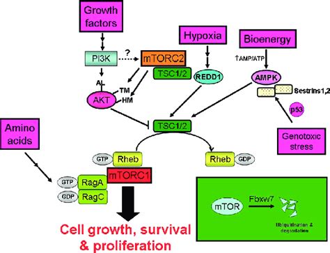 Regulation Of Mammalian Target Of Rapamycin Mtor Signaling Functions Download Scientific Diagram