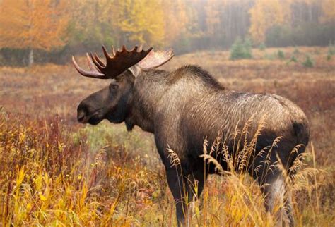 رازهای جالب در مورد گوزن ها و حقایقی در مورد زندگی آنها