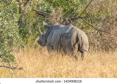 160 Rhino Back View Images Stock Photos Vectors Shutterstock