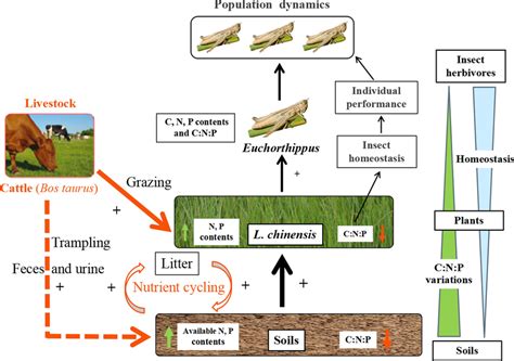 A Conceptual Framework Showing How Livestock Cattle Grazing Affects