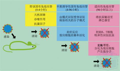 免疫复习（不含免疫技术） 知乎