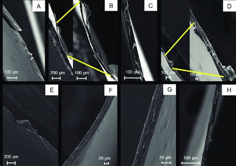 Micrographs Of Scanning Electron Microscopy Sem Of The Film Fracture Download Scientific