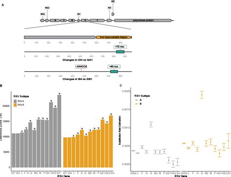 Novel And Extendable Genotyping System For Human Respiratory Syncytial Virus Based On Whole
