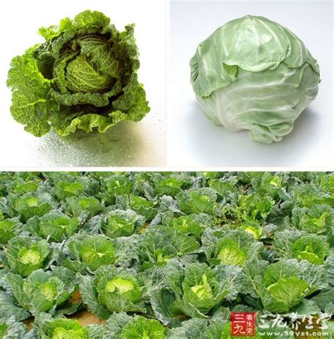 卷心菜是什么菜是包菜吗 包菜和卷心菜的区别是什么