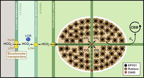 The Pyrenoid An Overlooked Organelle Comes Out Of Age Cell The Pyrenoid An Overlooked Organelle Comes Out Of Age Cell