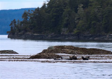Wildlife Encounters On Kayak Tours In Telegraph Cove North Island Kayak