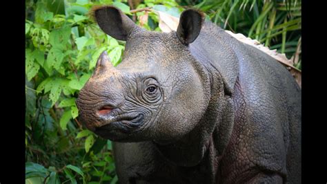 Най застрашените от изчезване животни в света Nova Bg