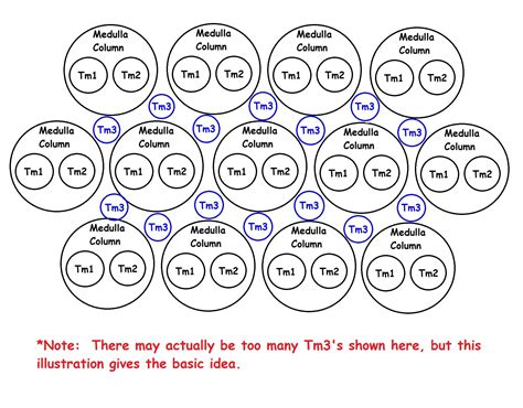 Useful Structural Patterns In The Optic Lobe Inferring Microstructure From Macrostructure
