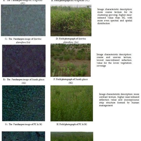 Pdf Assessing Texture Features To Classify Coastal Wetland Vegetation From High Spatial