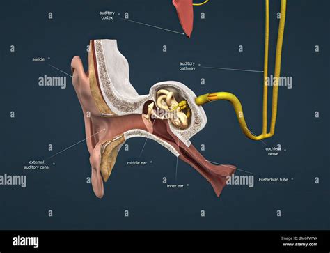 Auditory Cortex Sensory Processing At Steven Payton Blog