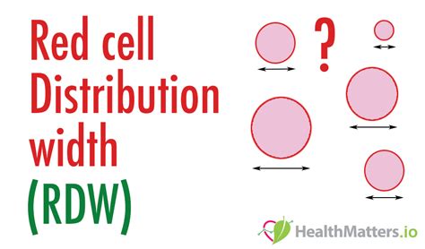 Rdw Cv And Rdw Sd “red Cell Distribution Width” Fully Explained