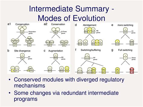 Ppt Conservation And Evolution Of Cis Regulatory Systems Powerpoint