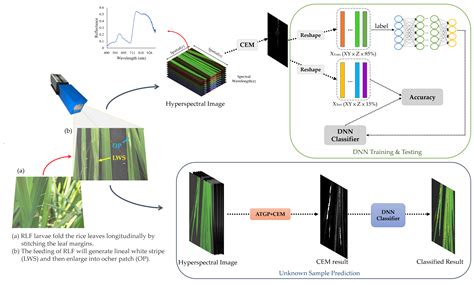 Remote Sensing Free Full Text Detection And Classification Of Rice Infestation With Rice