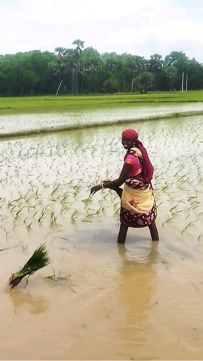 गाँव की रोपनी चावल कैसे उगते हैं Shortvideos Shortsviral