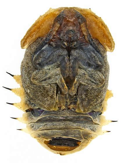 Pupa Chelymorpha Cassidea Chelymorpha Bugguidenet
