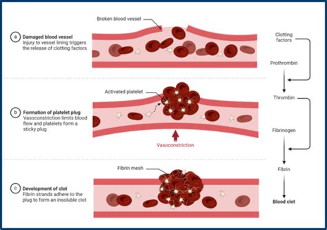 Plasma Factors Coagulation Flashcards Quizlet