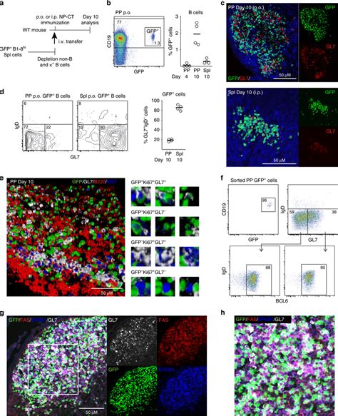 A Majority Of Peyer′s Patch Pp Germinal Center Gc B Cells Lack