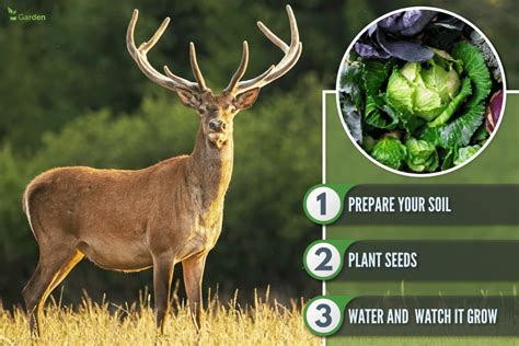 When To Plant Brassicas For Deer And How To