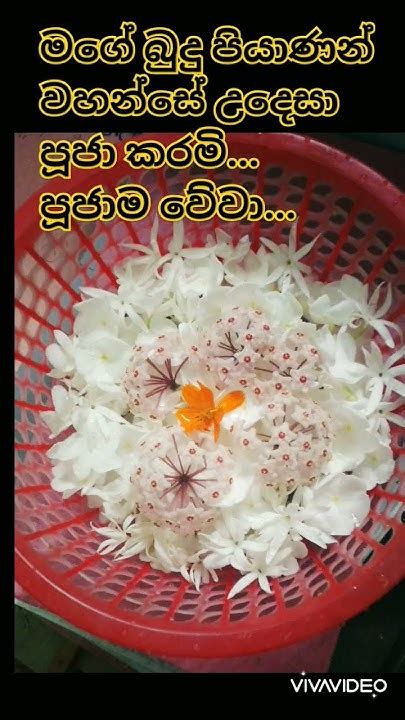Mal Puuja Karamu🙏 මල් පූජා කරමු🙏 Buddhism Lordbuddha Sinhala Youtube