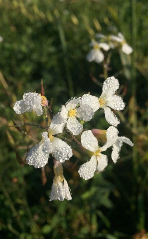 How To Grow Raphanus Raphanistrum Earthone