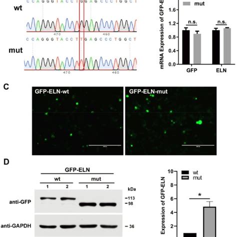 The Eln Mutation Site And Its Conservation A Human Eln Gene Maps To