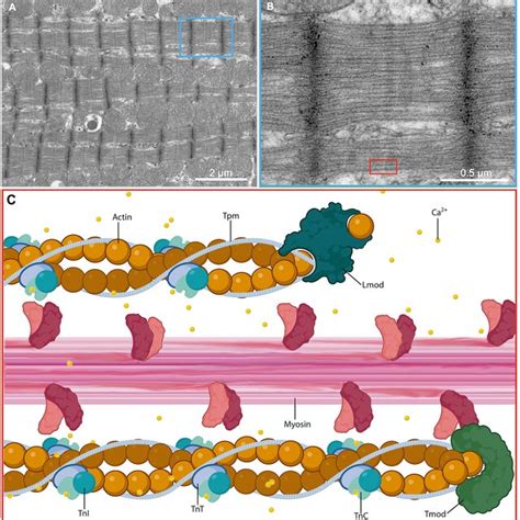 Molecular Structure Of The Cardiac Sarcomere A Low And B High Download Scientific Diagram