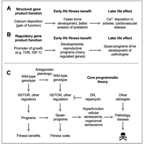 Antagonistic Pleiotropy Ap As Hyperfunction A Ap As Run On Of Download Scientific Diagram
