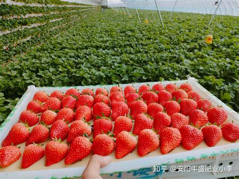 种植草莓如何提高甜度草莓上什么肥料含糖量高 知乎