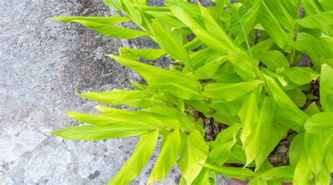 Tips For Growing Amazing Ginger Plants In Pots Or Containers