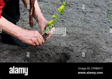 Hands Planting A Tree Stock Videos Footage HD And 4K Video Clips Alamy