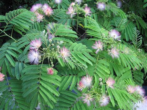 Trees With Pink Fuzzy Flowers At Owen Griver Blog