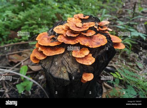 Basidiomycota Fungi