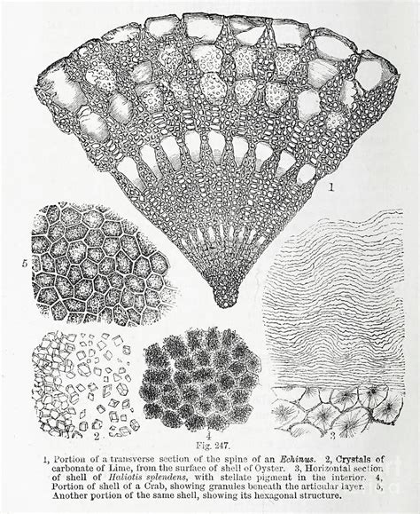 Artwork Of Tiny Organisms Under Microscope K1 Drawing By Historic Illustrations Pixels