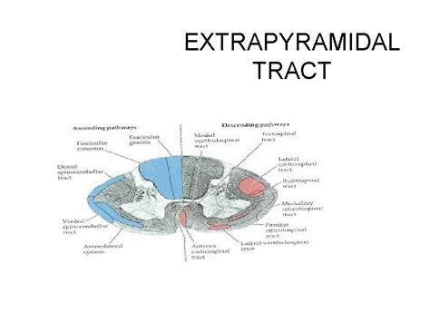 Extrapyramidal System Anatomy And Clinical Importance Kenhub