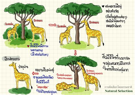 ชีววิทยาครูคิง Natural Selection การคัดเลือกโดยธรรมชาติ Facebook