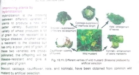 Improving Plants Byhybridizationhybridization Is The Crossing Between D