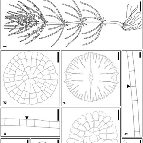 Representatives Of The Charophytes Schematic Diagrams Of Cellular Download Scientific Diagram