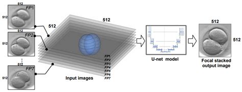 Fast Multi Focus Fusion Based On Deep Learning For Early Stage Embryo Image Enhancement