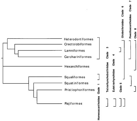 Phylogeny Of The Elasmobranchs After Shirai 1996 Showing The Download Scientific Diagram