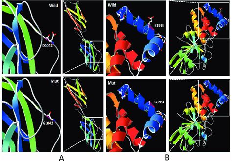 Molecular Modeling Of Wild Type And Mutant Ptprq A D1042 Lies Within Download Scientific