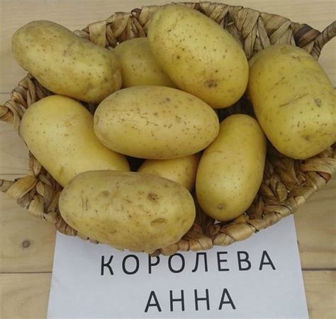 Продам картофель картошку сорт Королева Анна цена 0 98 р купить в Минске на Куфаре