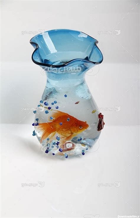 عکس تنگ ماهی برای عید